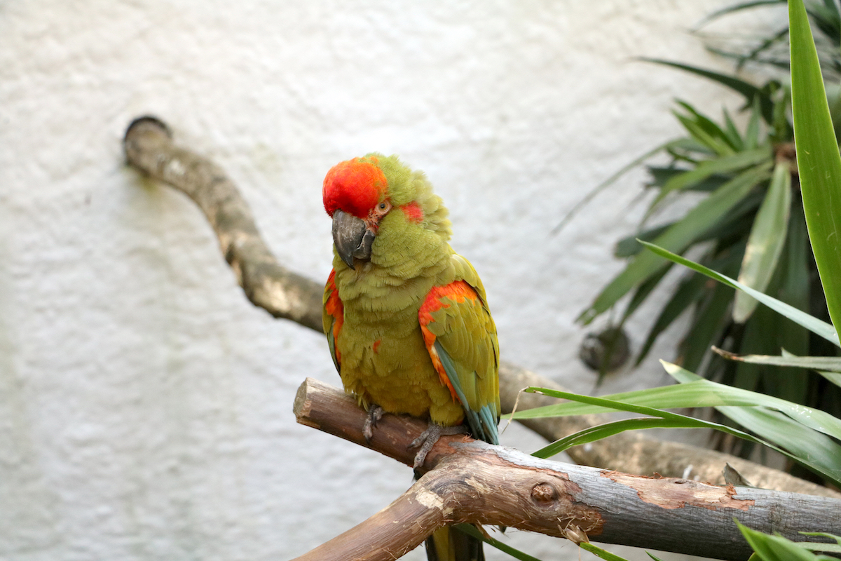 Araras - Zoo de Lourosa