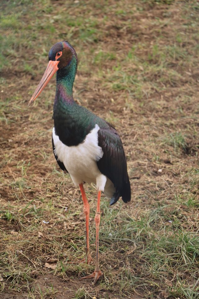 Cegonhas - Zoo de Lourosa