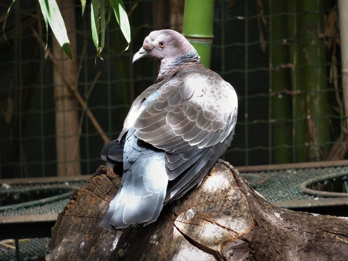 Pombos - Zoo de Lourosa