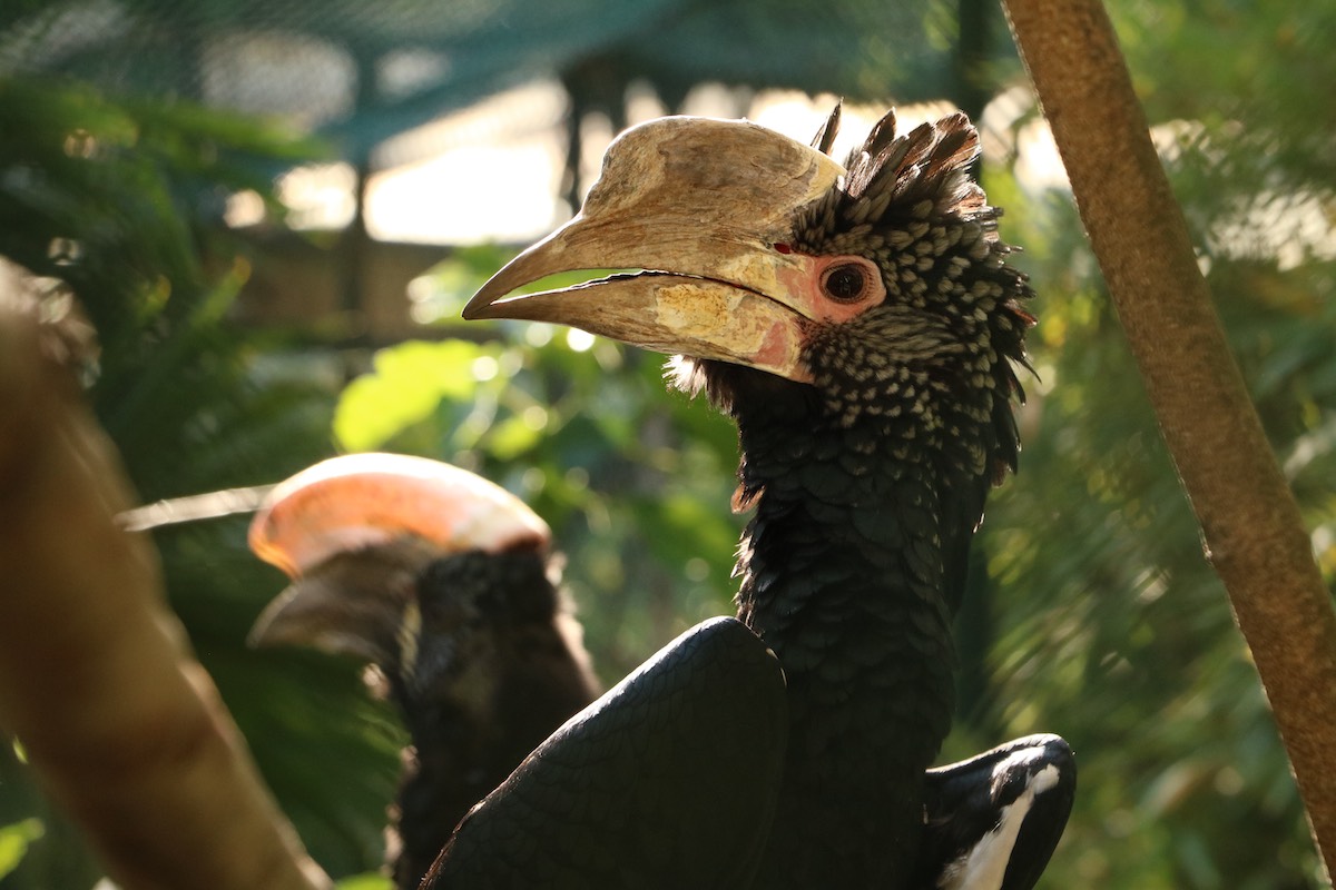 Calaus - Zoo de Lourosa