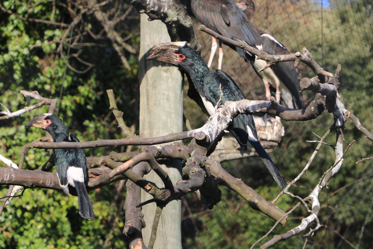 Calaus - Zoo de Lourosa