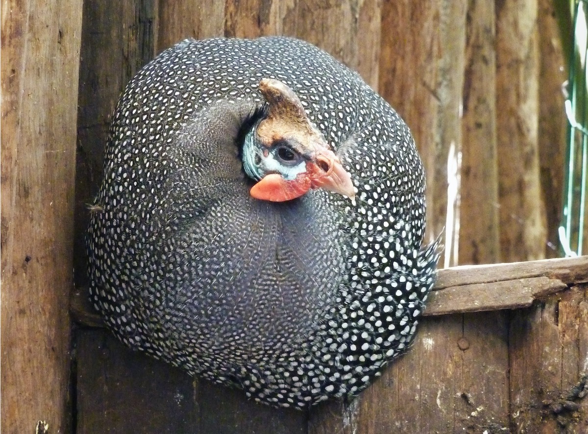 Pintadas - Zoo de Lourosa