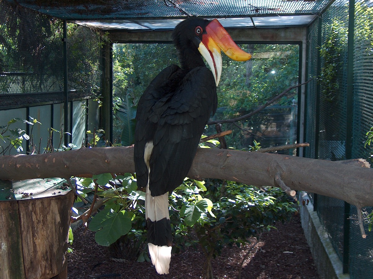 Calaus - Zoo de Lourosa