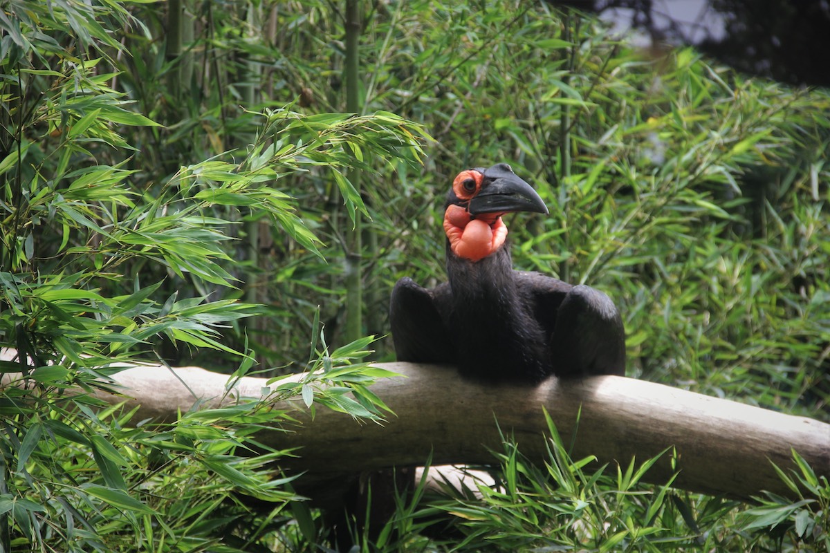 Calaus - Zoo de Lourosa