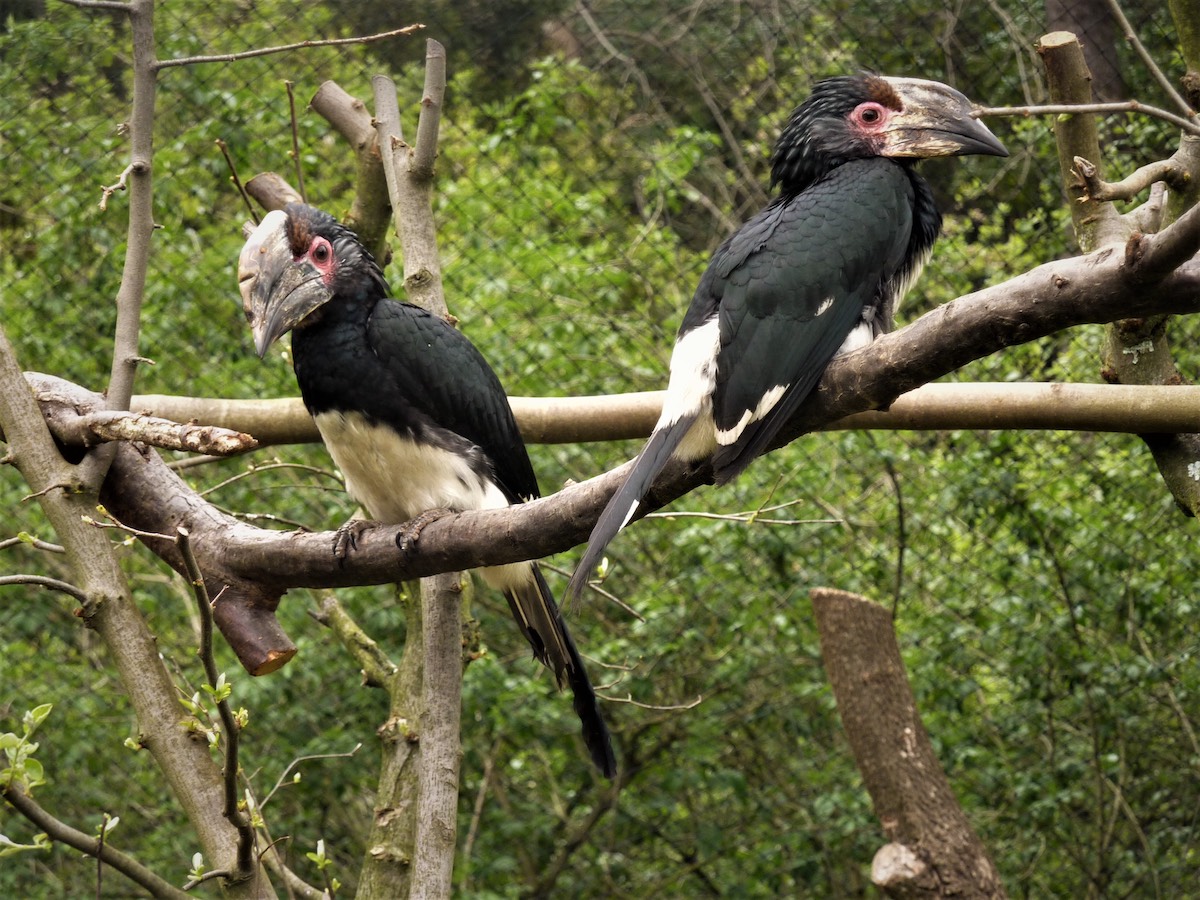 Calaus - Zoo de Lourosa