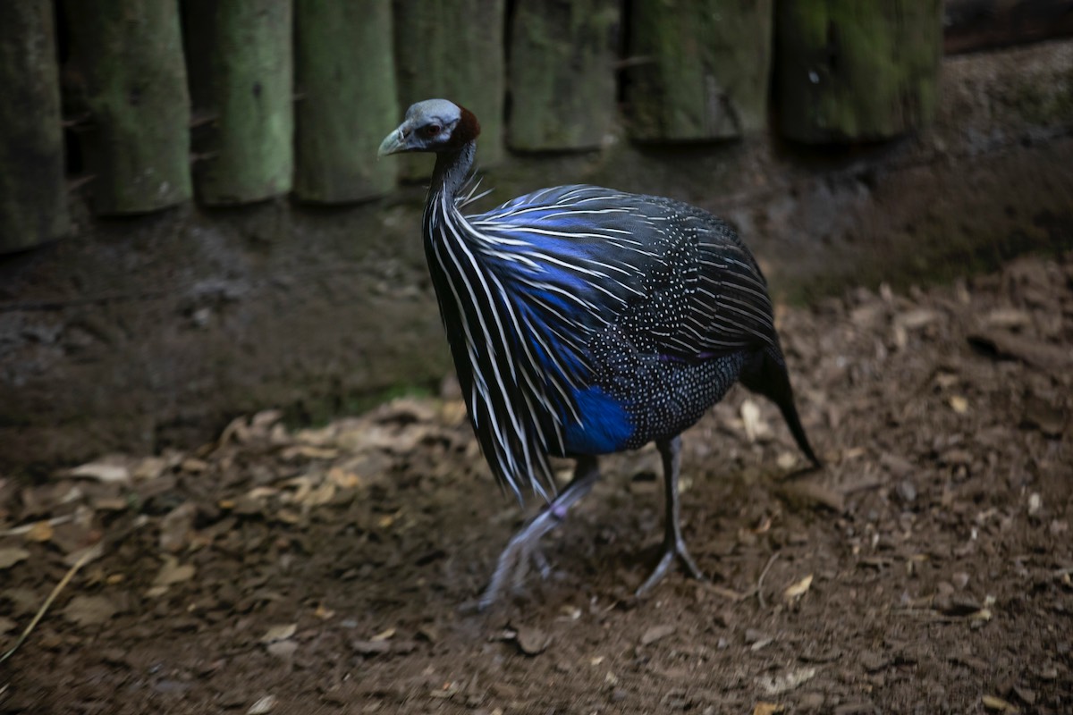 Pintadas - Zoo de Lourosa