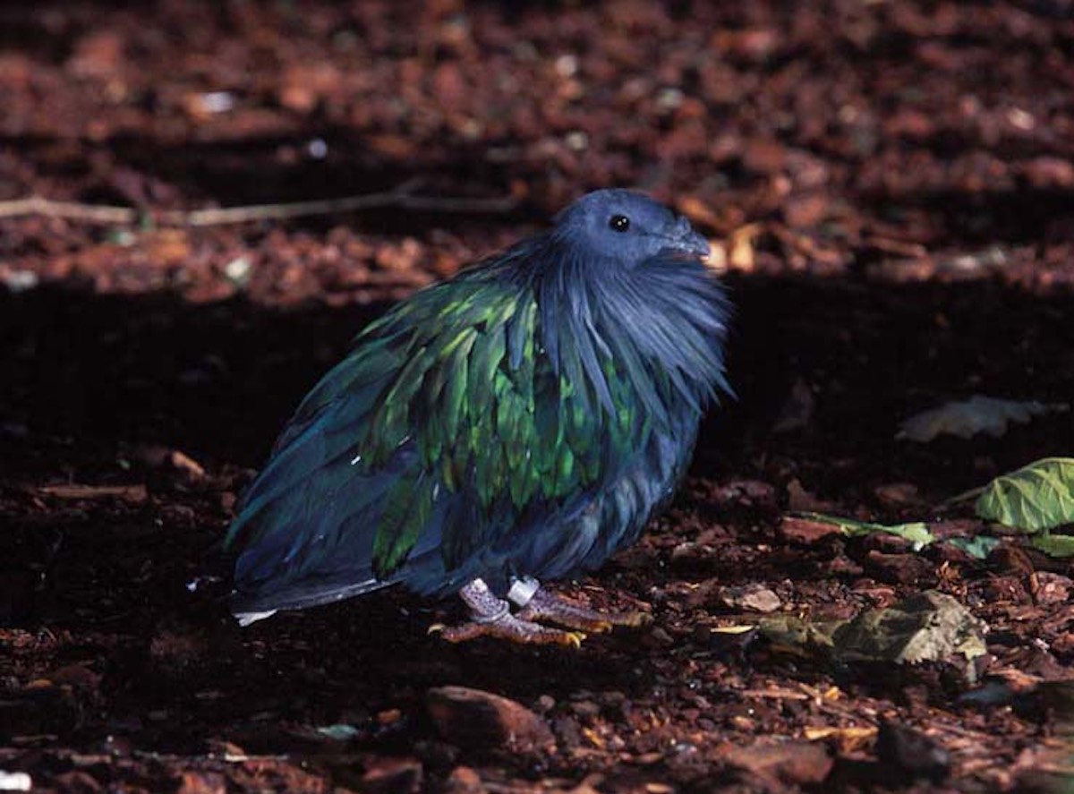 Pombos - Zoo de Lourosa